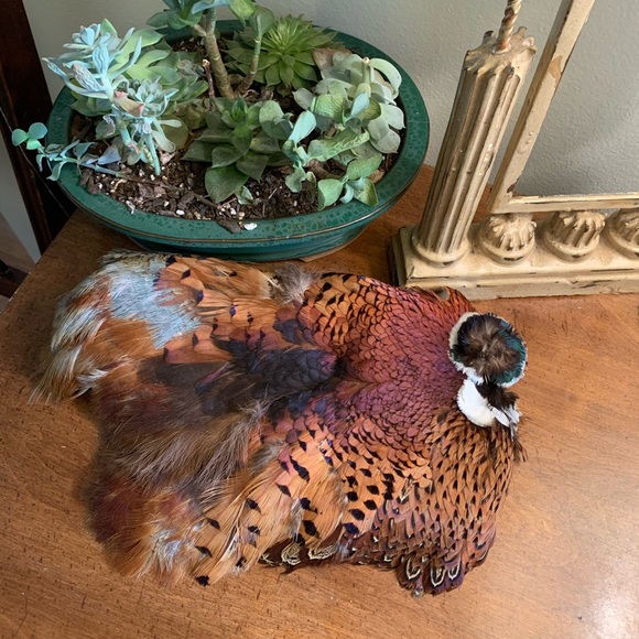 pheasant | Wall Decor | Ringneck Pheasant Feather Mount Display ...